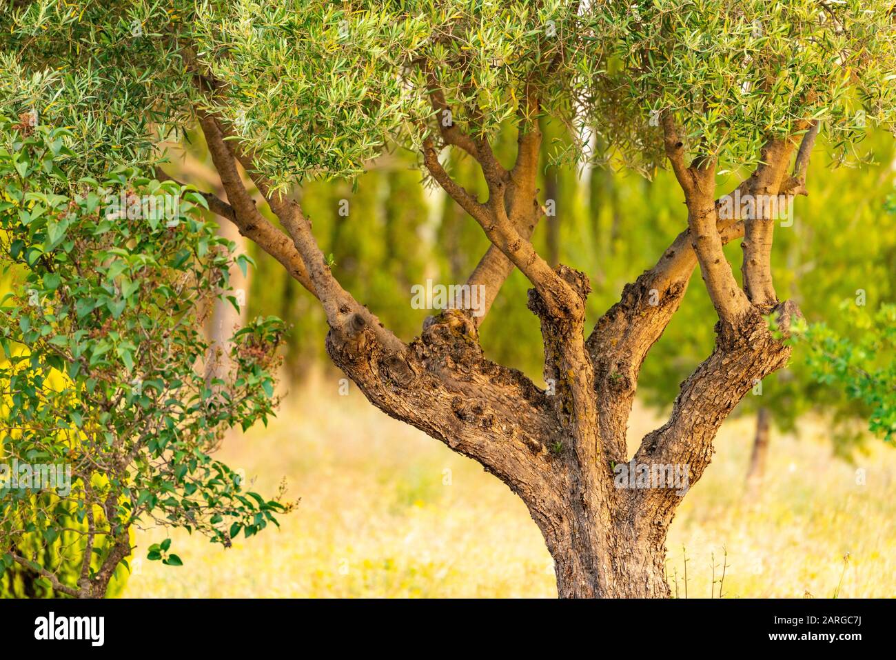 Olive tree trunk hi-res stock photography and images - Alamy