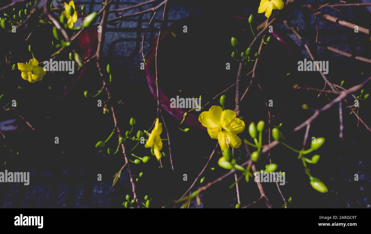 The flowers with hundreds of beautiful colors look gorgeous in the ...