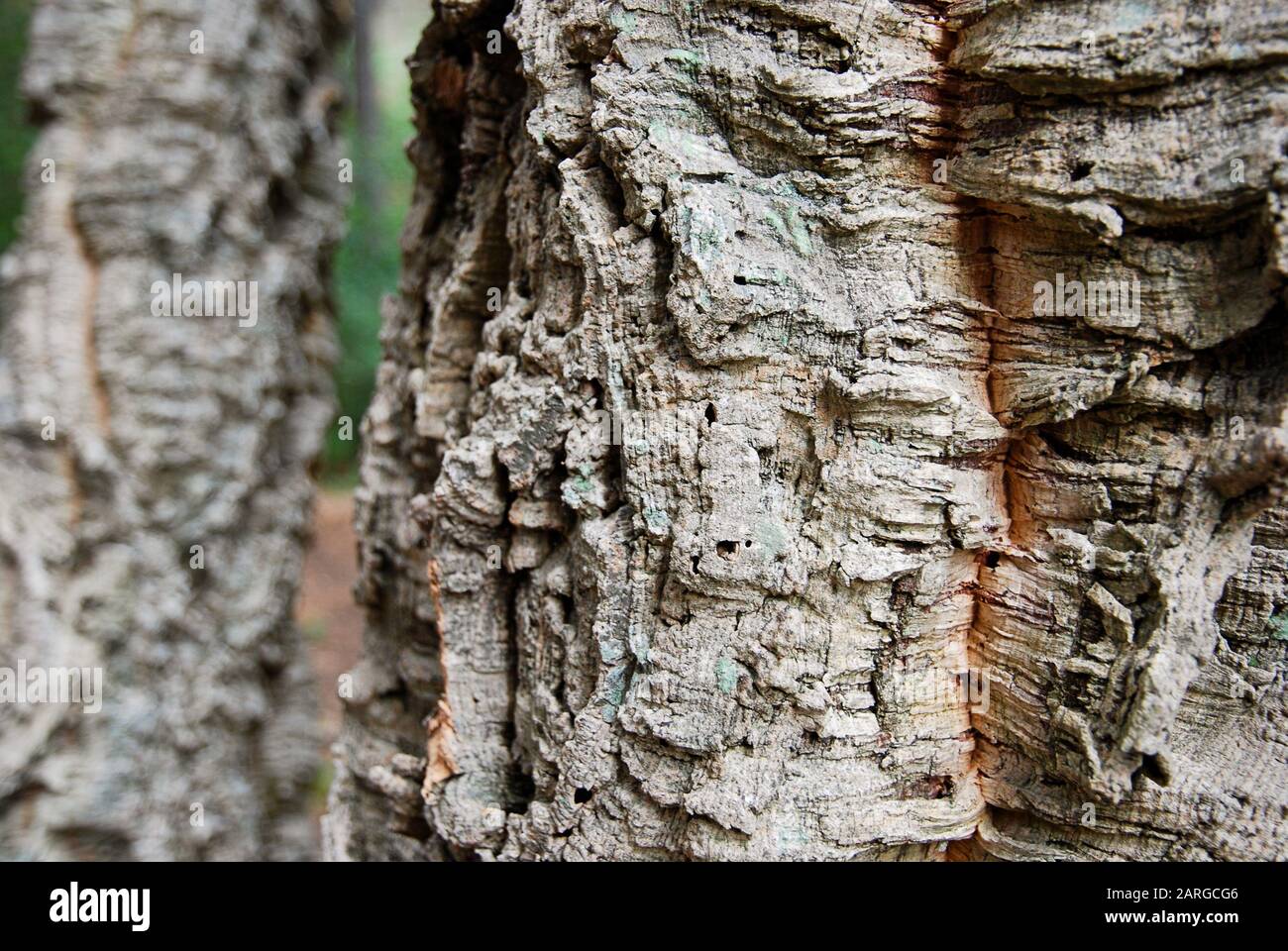 Сork tree bark close up Stock Photo - Alamy