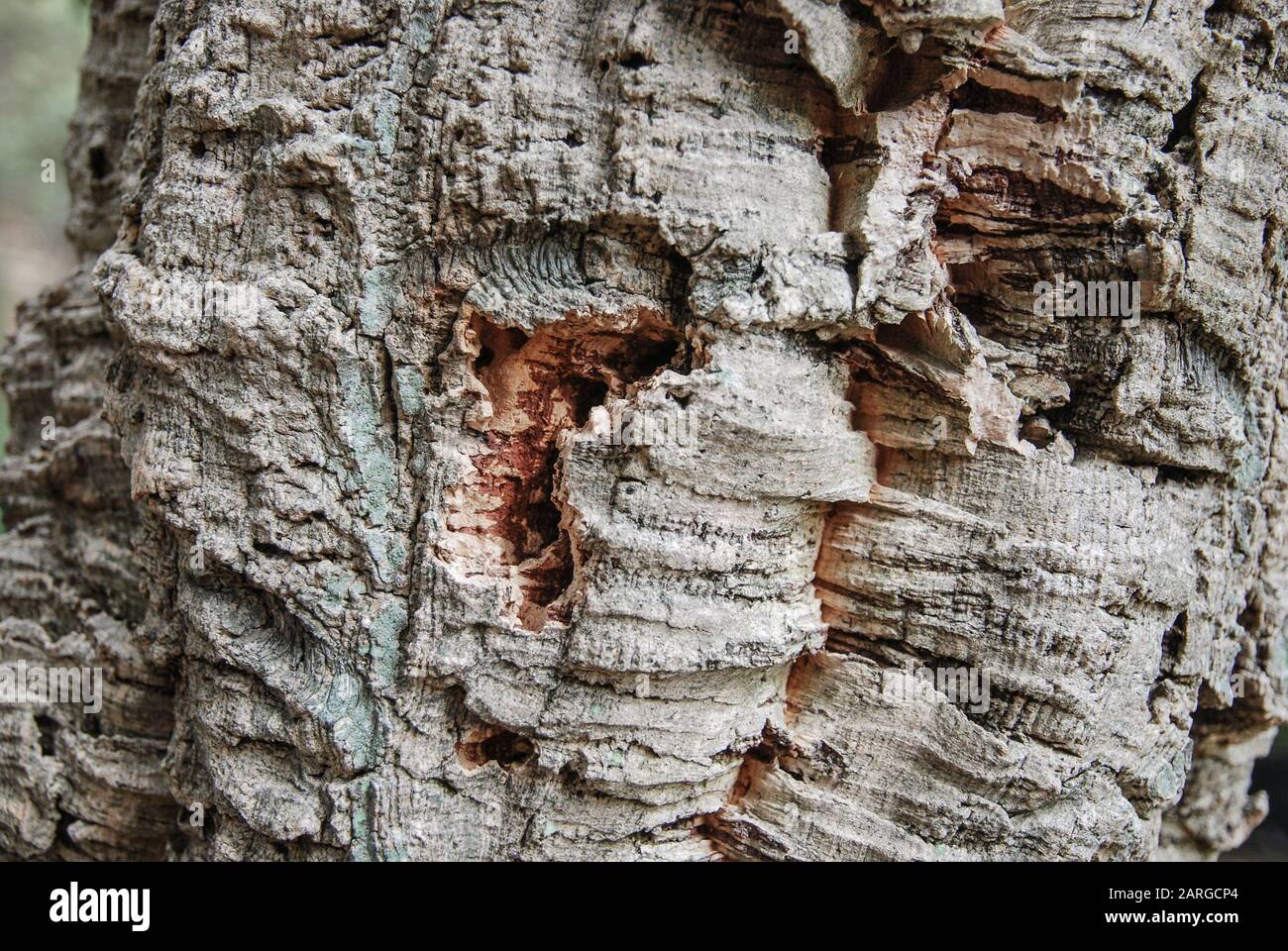 Сork tree bark close up Stock Photo - Alamy