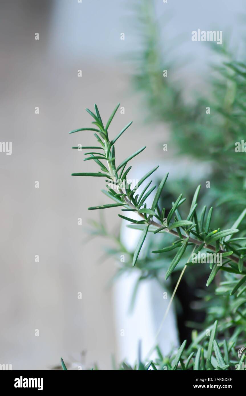 rosemary, rosemary plant in the garden Stock Photo - Alamy