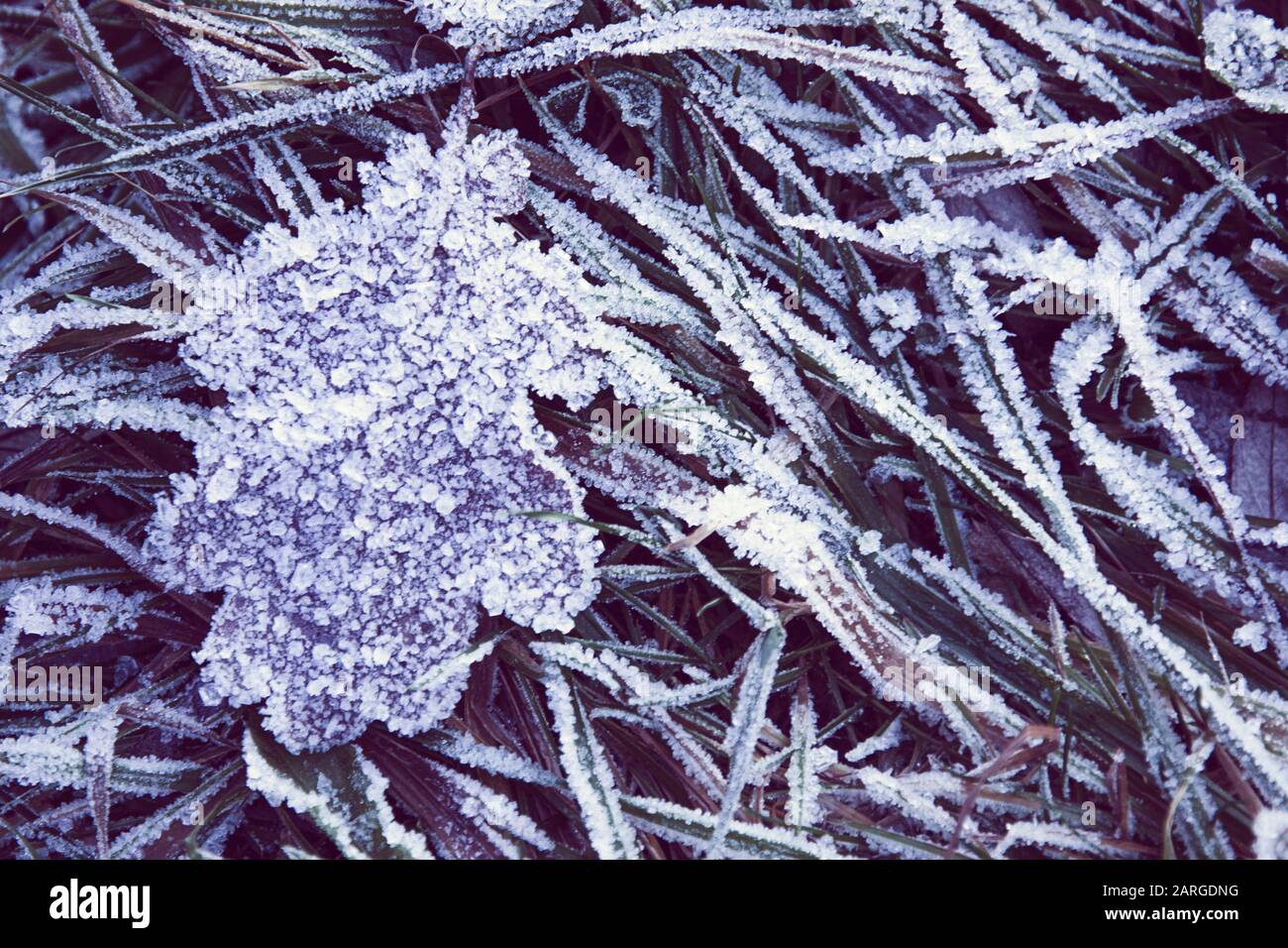 Frozen oak hi-res stock photography and images - Alamy
