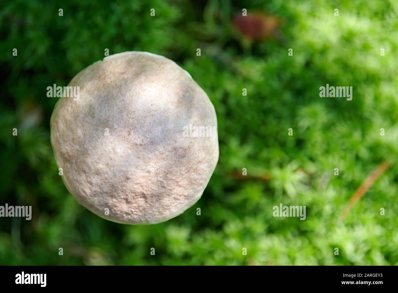 Bog bolete hi-res stock photography and images - Alamy