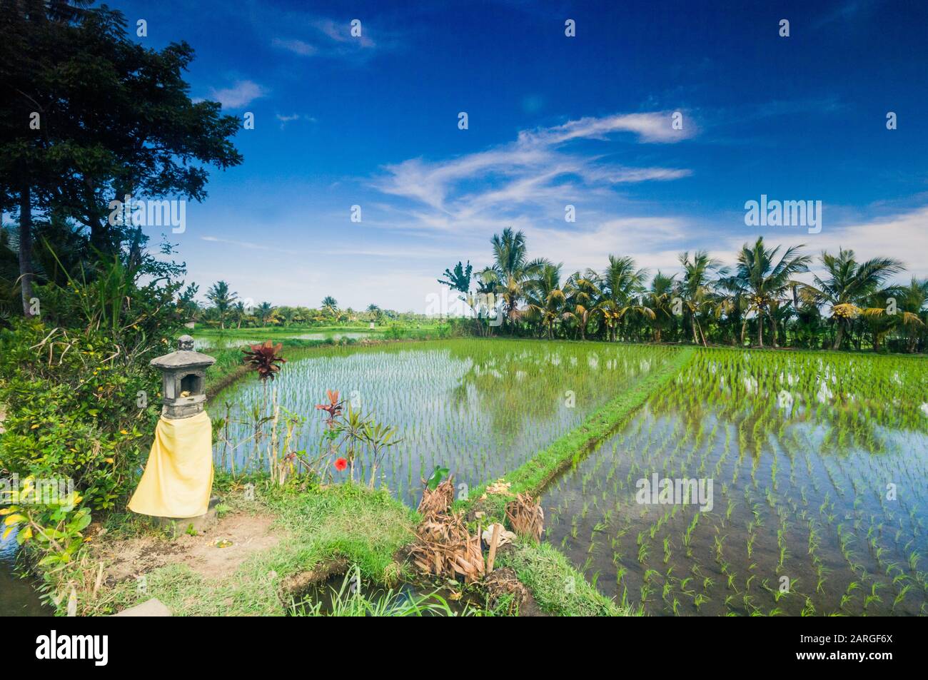 Rice paddies in valley, Bali, Indonesia Stock Photo - Alamy