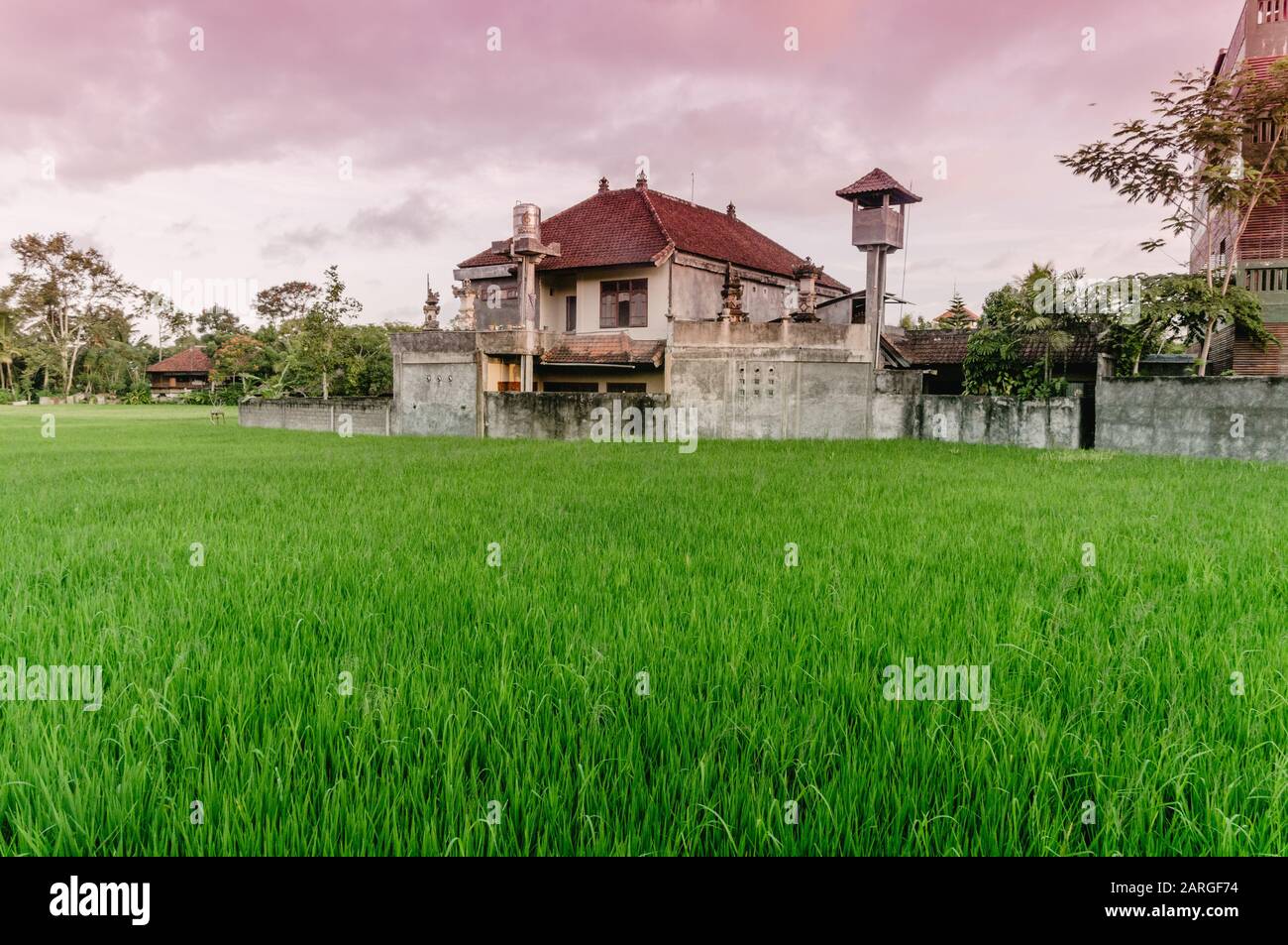 Rice paddy fields near ubud hi-res stock photography and images - Alamy