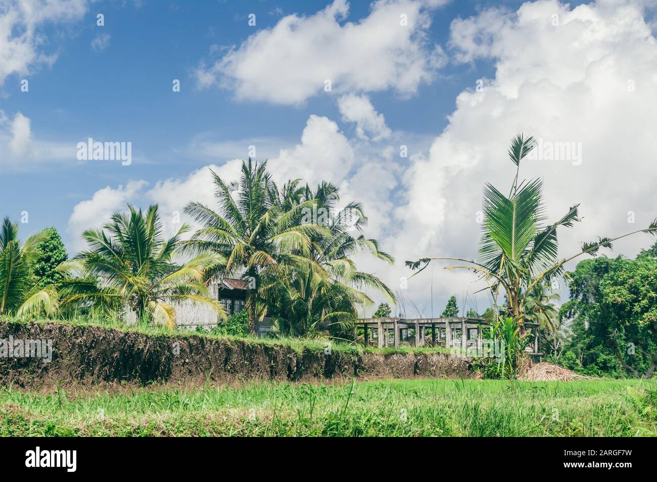 Rice paddy field close up in Ubud, Bali, Indonesia, Southeast Asia ...