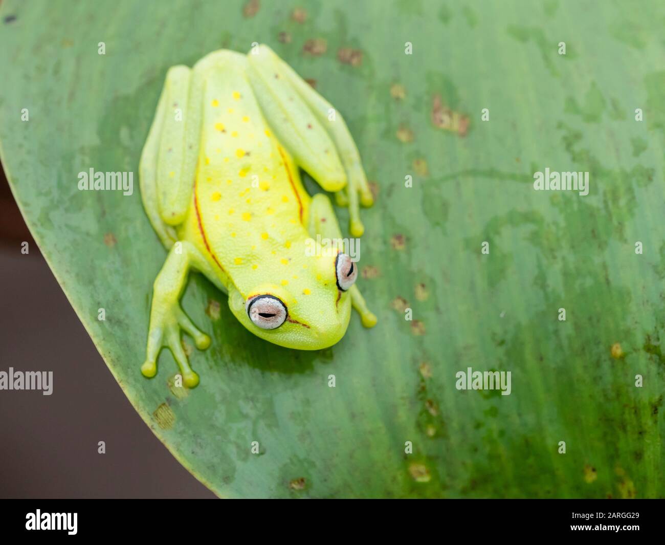 An adult common polkadot treefrog (Hyla punctata), on the Pacaya River ...