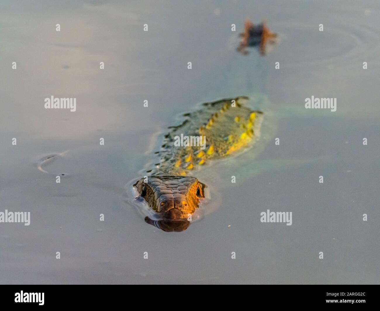 Adult northern caiman lizard (Dracaena guianensis), swimming the Rio ...