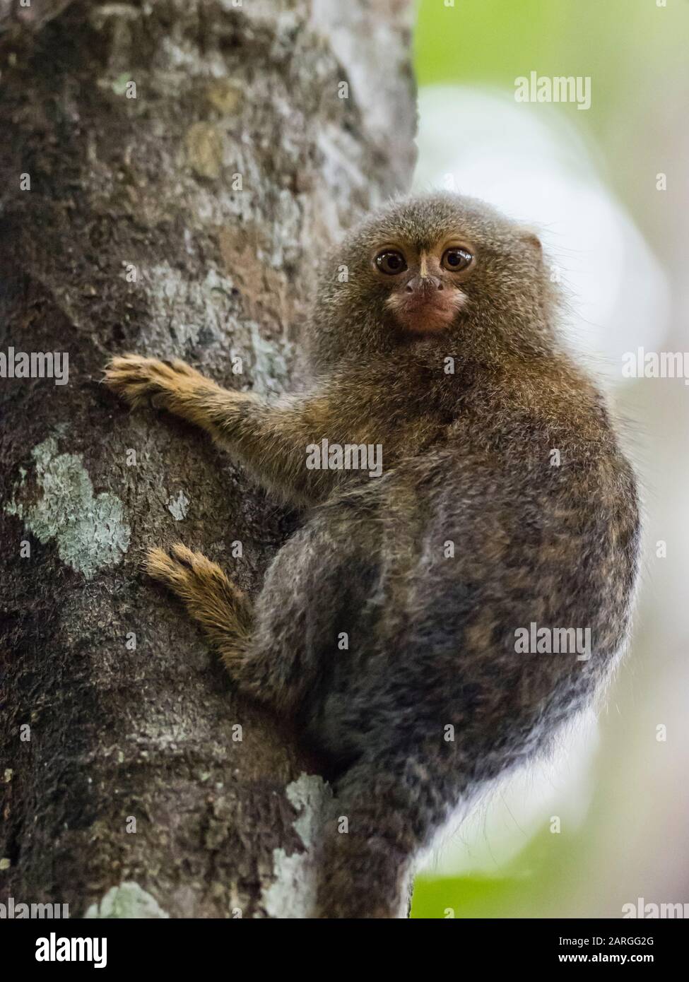 Adult pygmy marmoset (Cebuella pygmaea), Lake Clavero, Amazon Basin ...