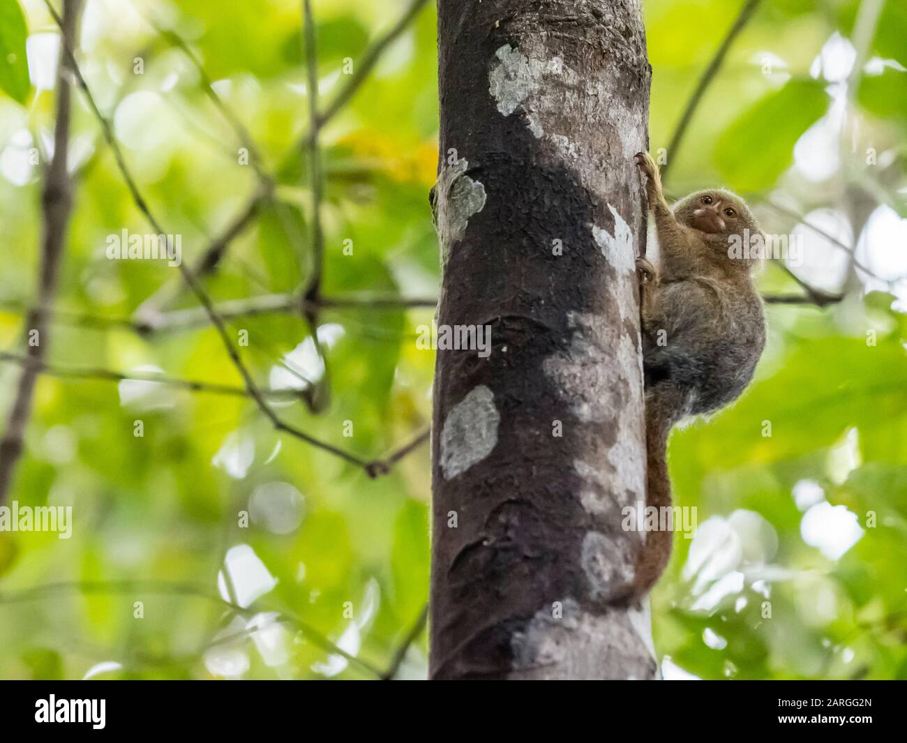 Adult pygmy marmoset (Cebuella pygmaea), Lake Clavero, Amazon Basin ...