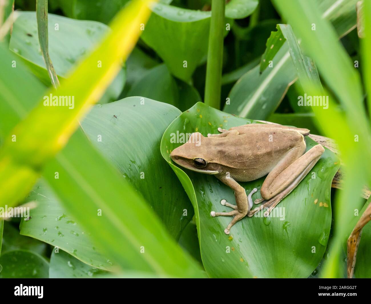 An adult rocket treefrog (Hyla lanciformis), on the Pacaya River ...