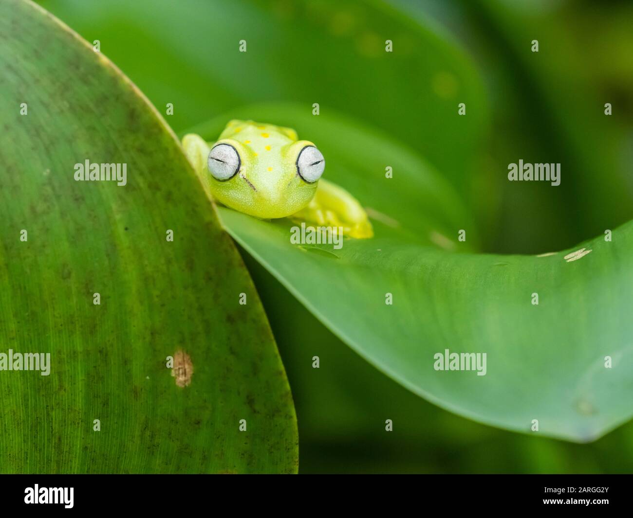 Amazon rainforest peru frog hi-res stock photography and images - Alamy