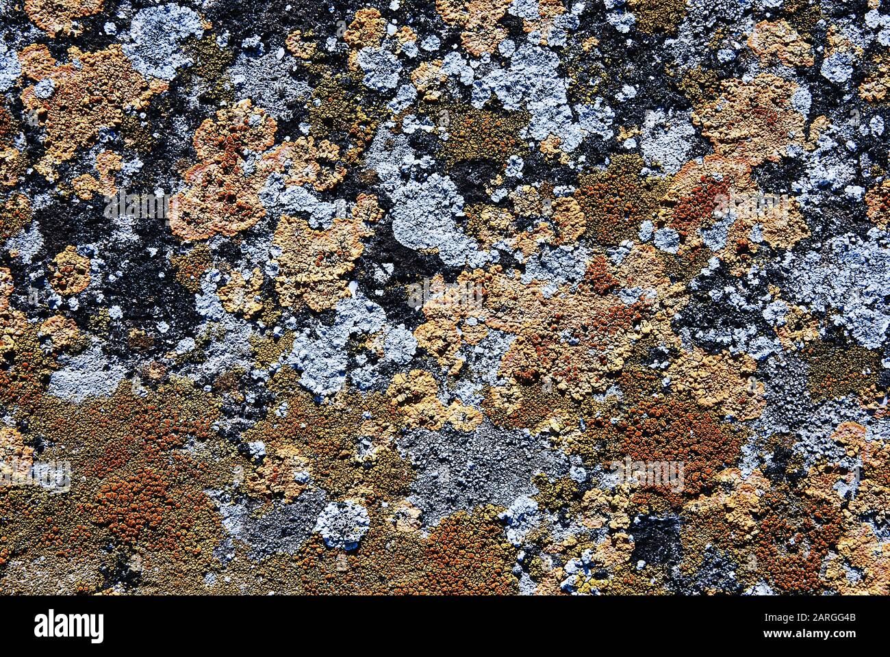 Variegated rock plant hi-res stock photography and images - Alamy