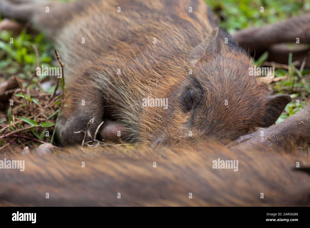 Baby wild boars sleeping on grass peacefully Stock Photo - Alamy