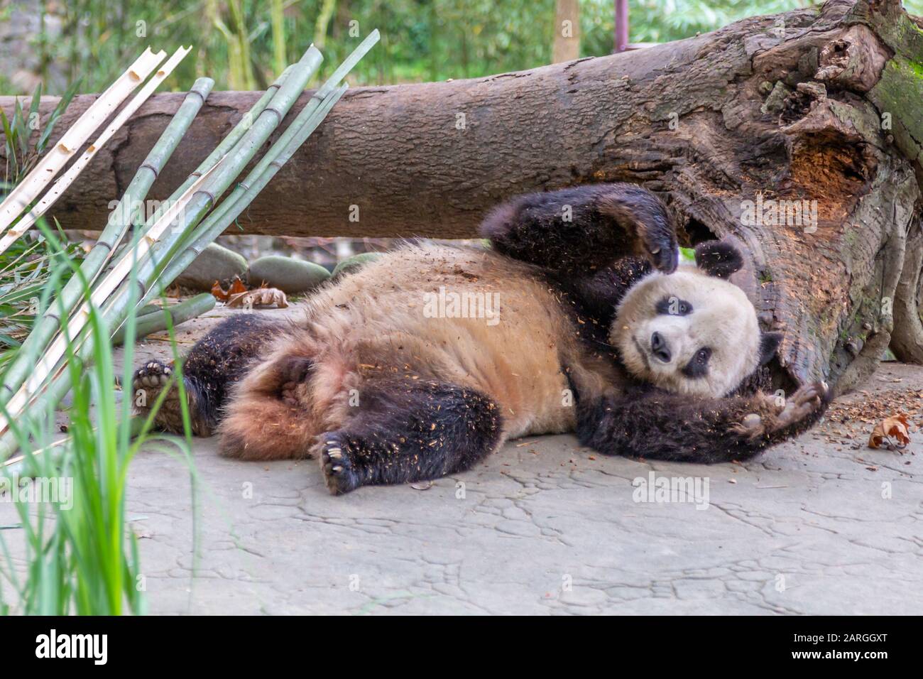 View of Giant Panda in the Dujiangyan Panda Base, Chengdu, Sichuan ...