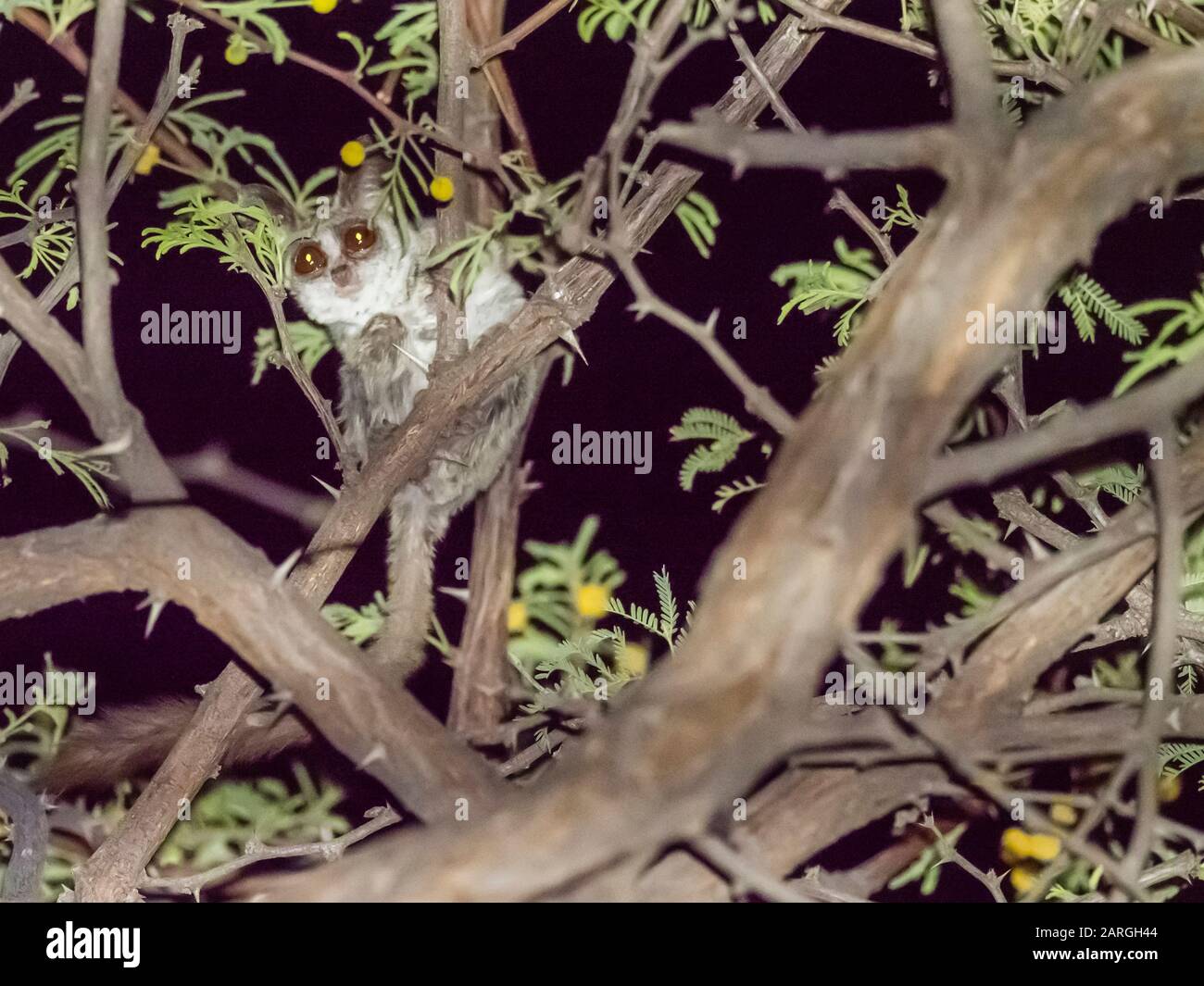 Galago tree tree hi-res stock photography and images - Alamy