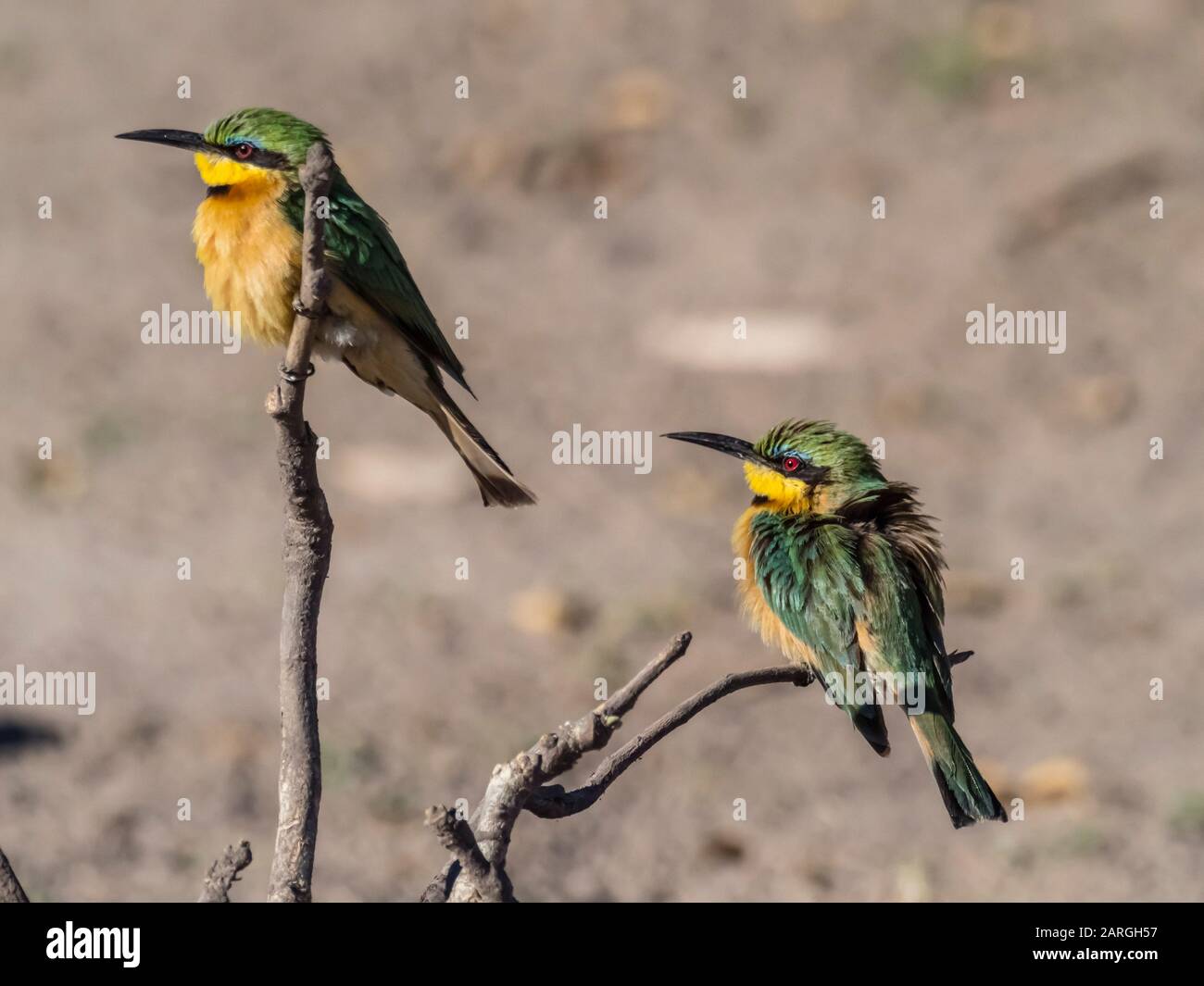 Bee eaters botswana hi-res stock photography and images - Alamy