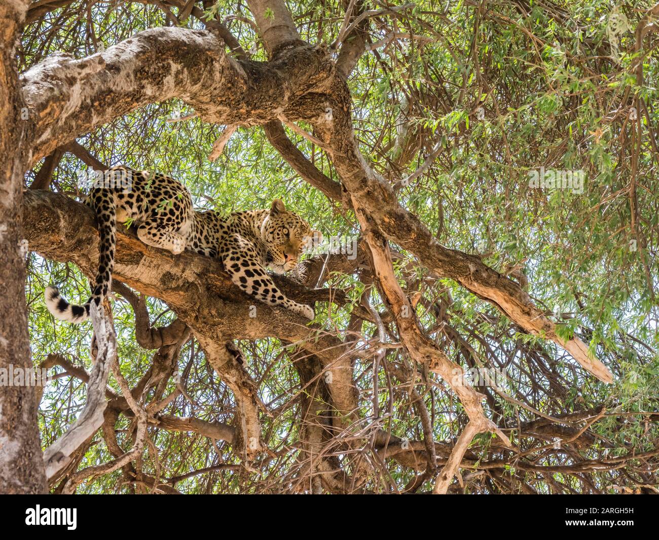 Warthog in chobe national park hi-res stock photography and images - Alamy