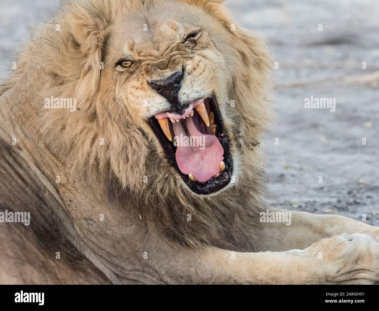 Safari animals africa botswana okavango delta hi-res stock photography ...