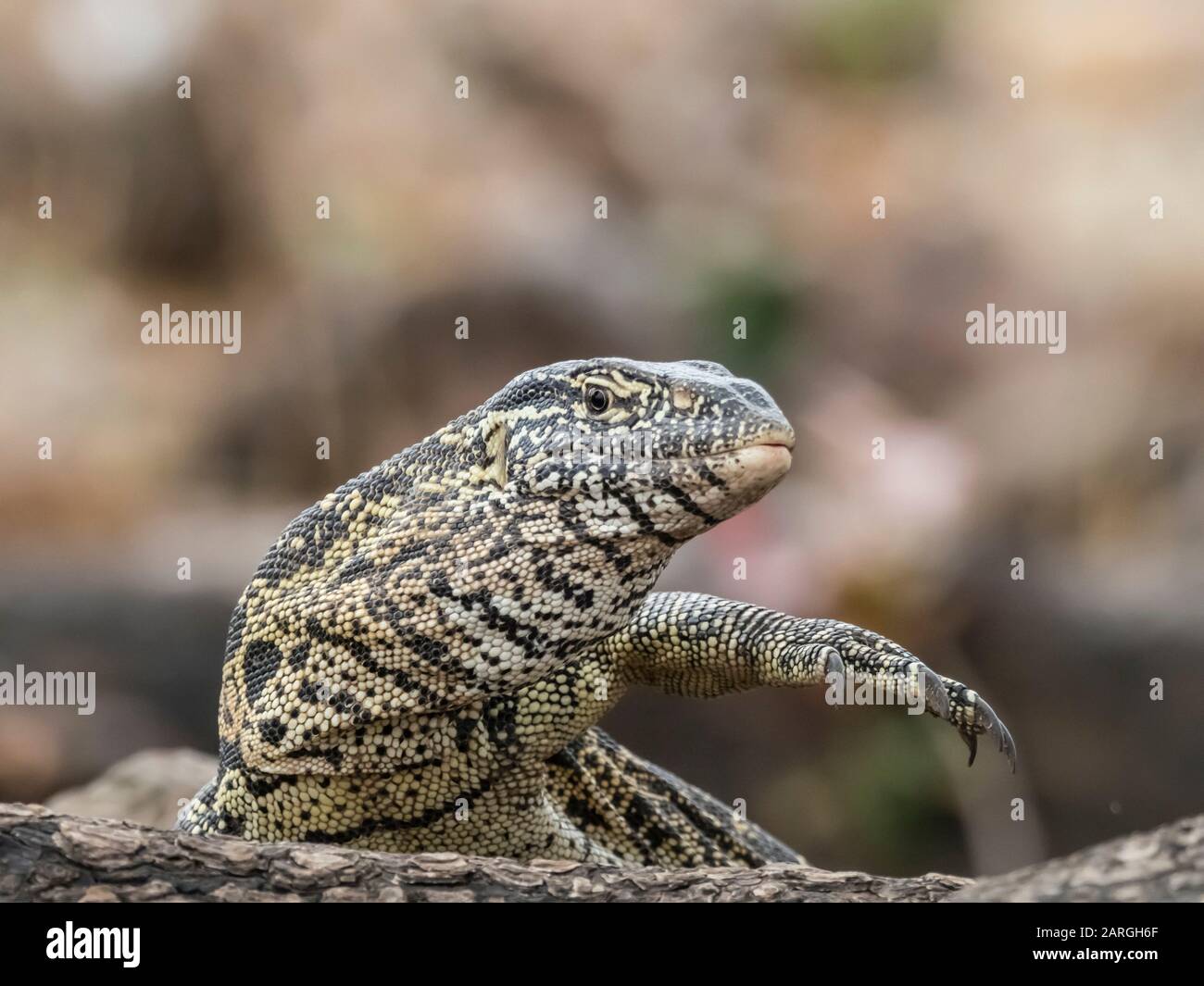 Monitor color hi-res stock photography and images - Alamy