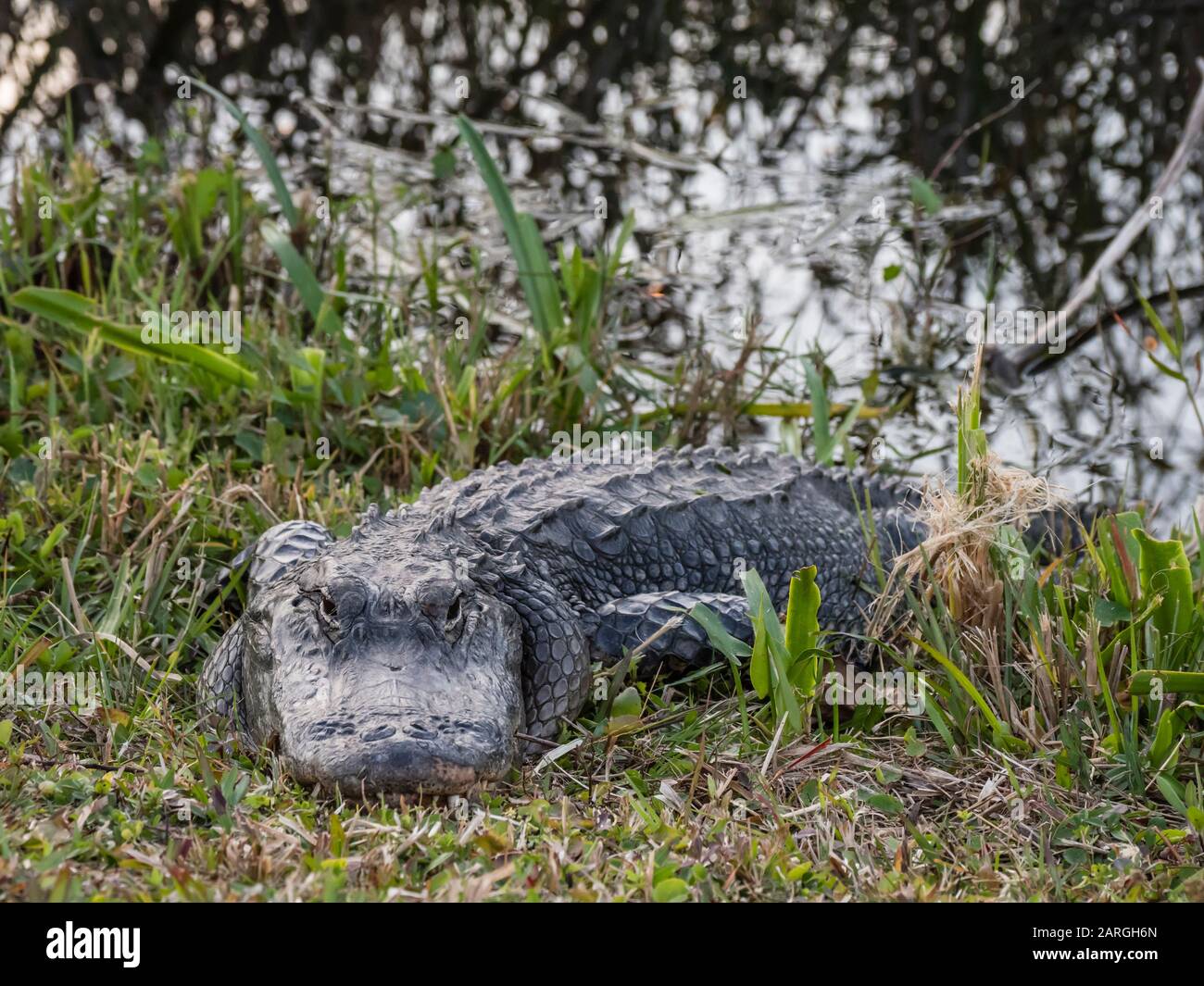 A wild American alligator (Alligator mississippiensis), in Shark Valley ...