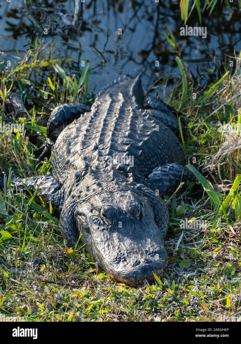 Usa america vertical hi-res stock photography and images - Alamy