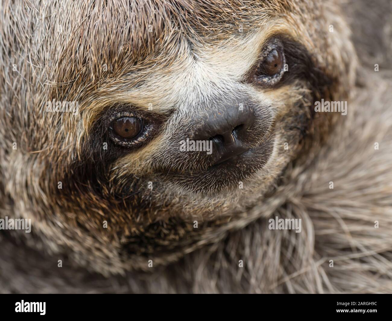 Baby brown-throated sloth (Bradypus variegatus), San Francisco, Amazon ...