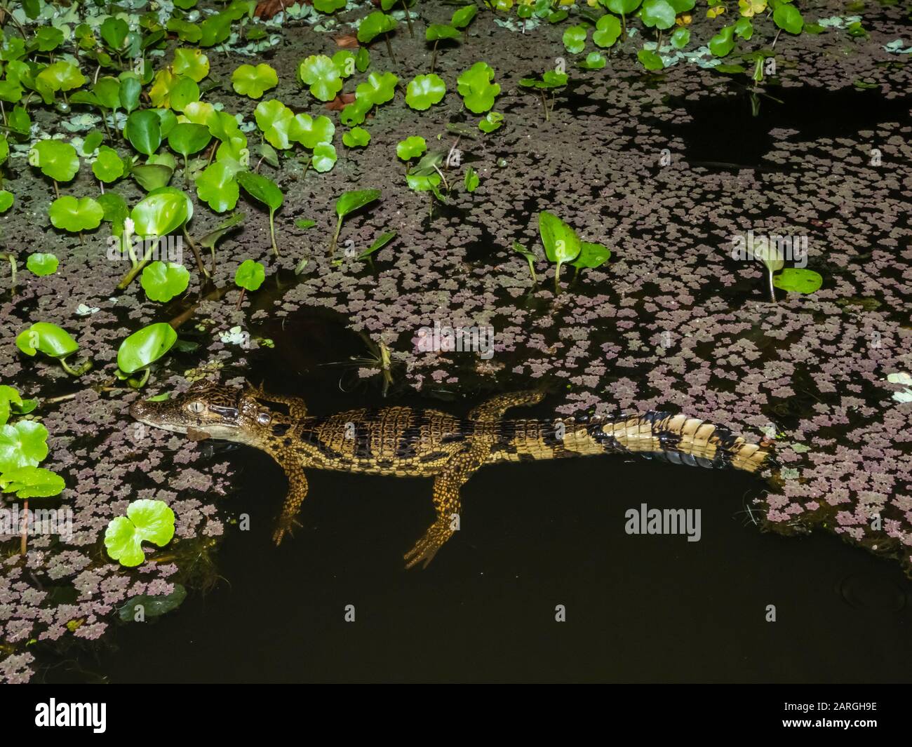 Amazon rainforest river wildlife hi-res stock photography and images ...