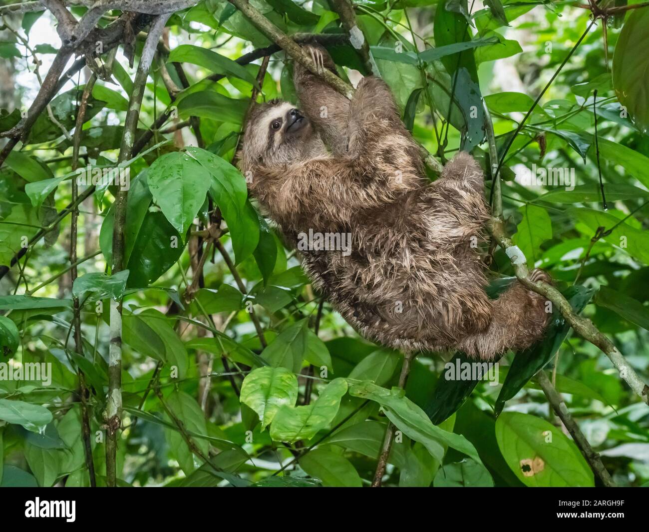 Adult brown-throated sloth (Bradypus variegatus), Yanayacu Lake, Rio ...