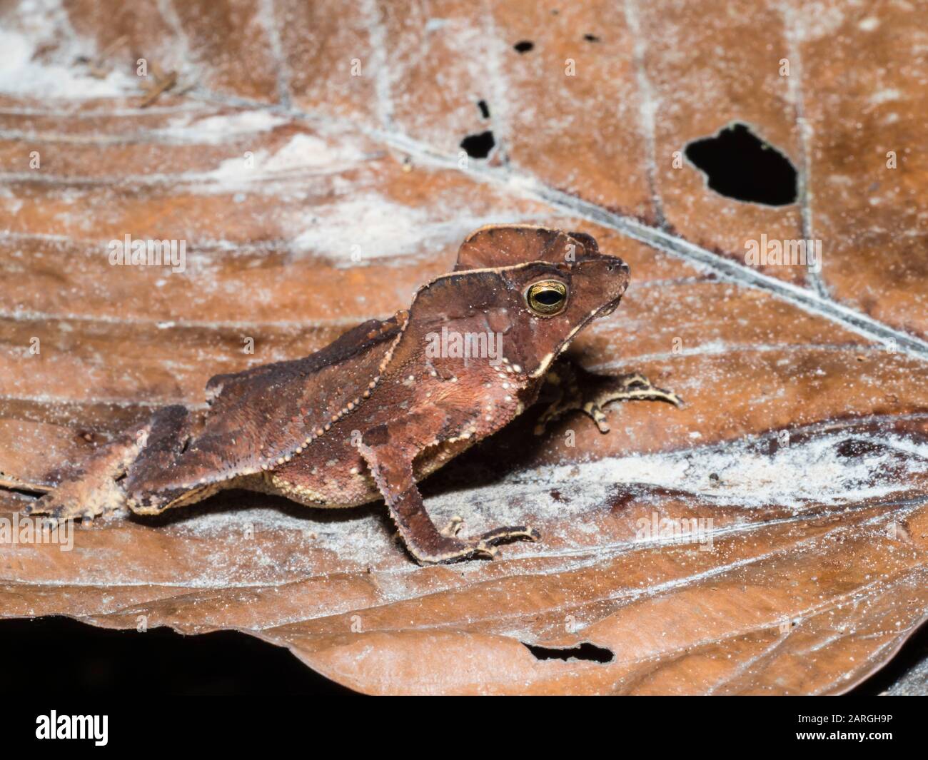 An adult crested forest toad (Bufo margaritafer), on the Maranon River ...