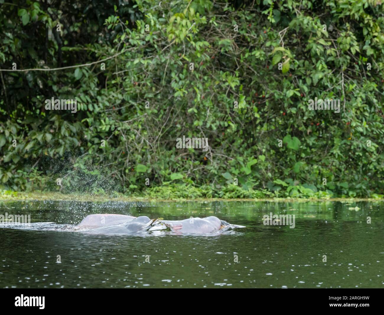 Amazon river dolphin hi-res stock photography and images - Alamy