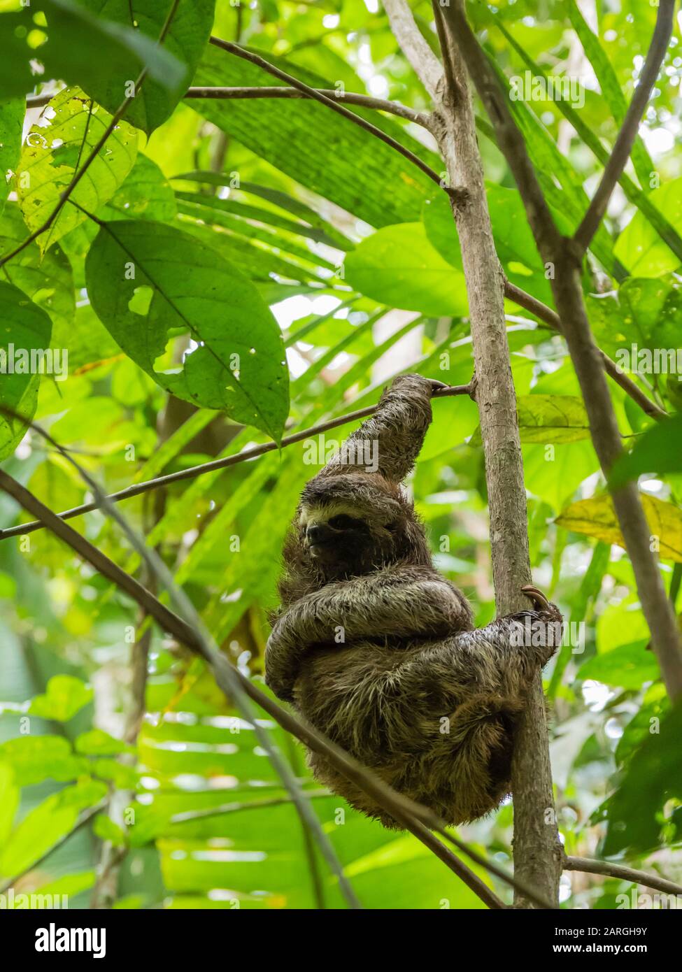 Sloth photography hi-res stock photography and images - Alamy