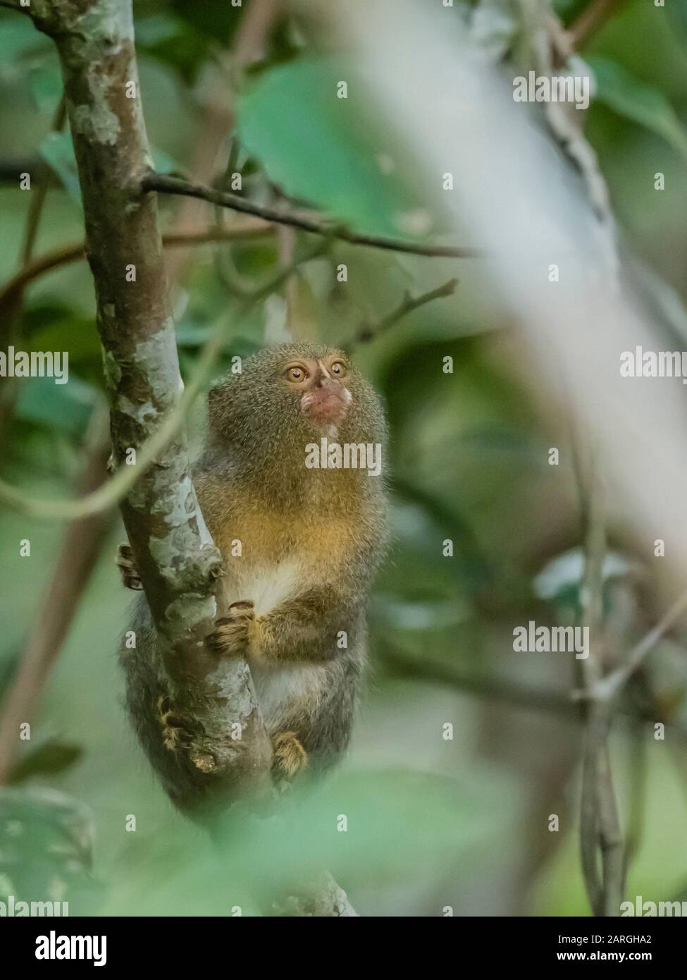 Adult pygmy marmoset (Cebuella pygmaea), Lake Clavero, Amazon Basin ...