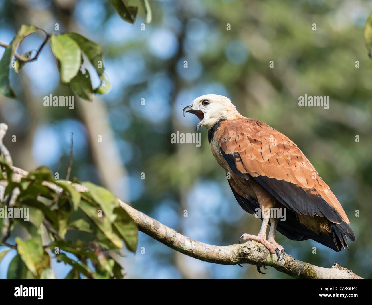 An adult black-collared hawk (Busarellus nigricollis), Nauta Cano ...