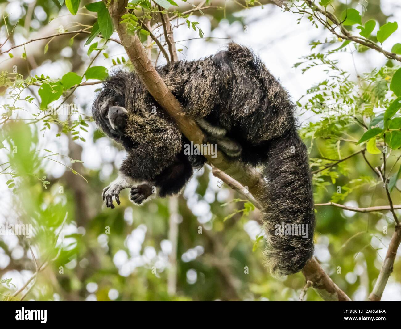 An adult monk saki monkey (Pithecia monachus), near the Oxbow lake Atun ...