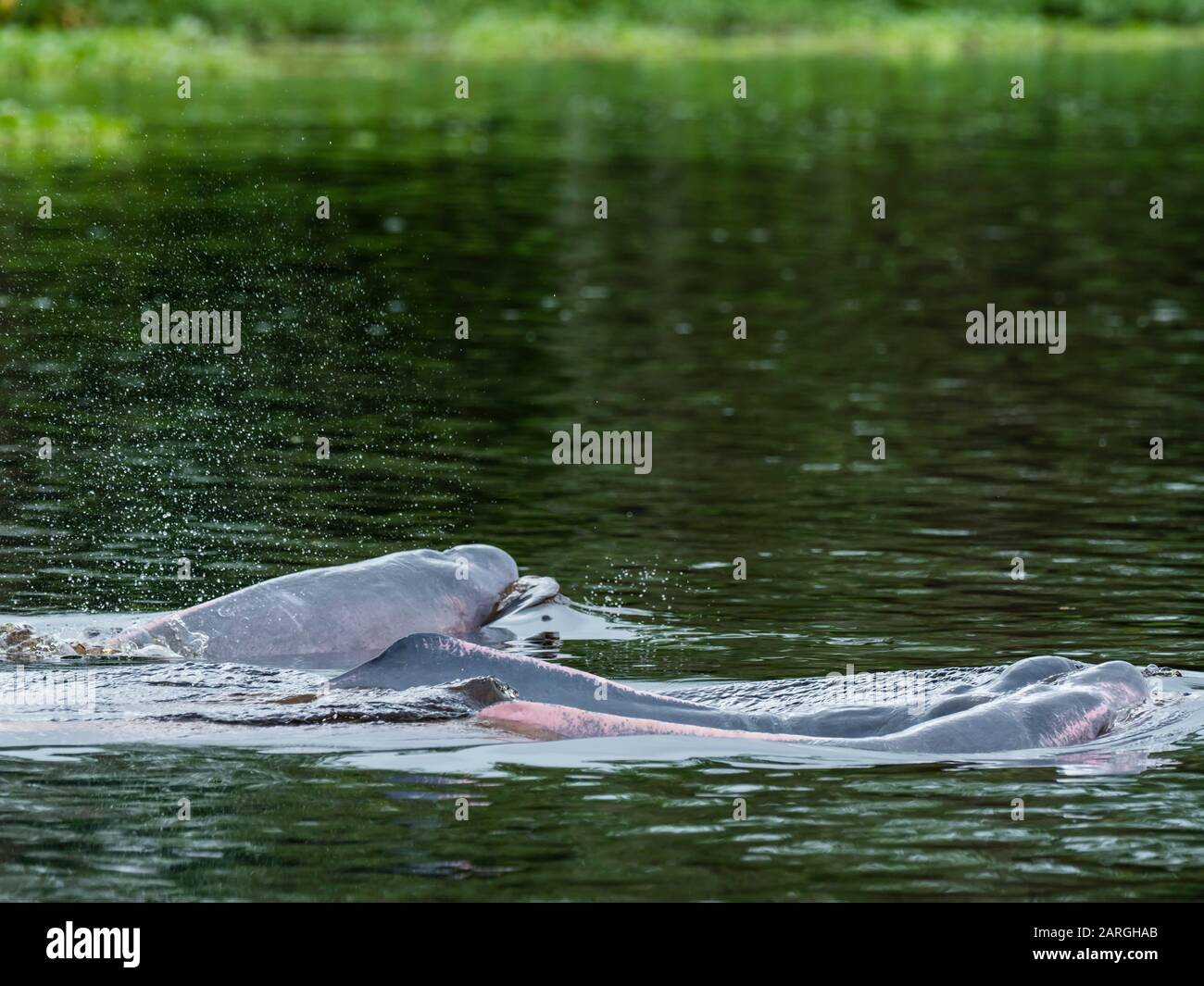 Pink river dolphin amazon hi-res stock photography and images - Alamy