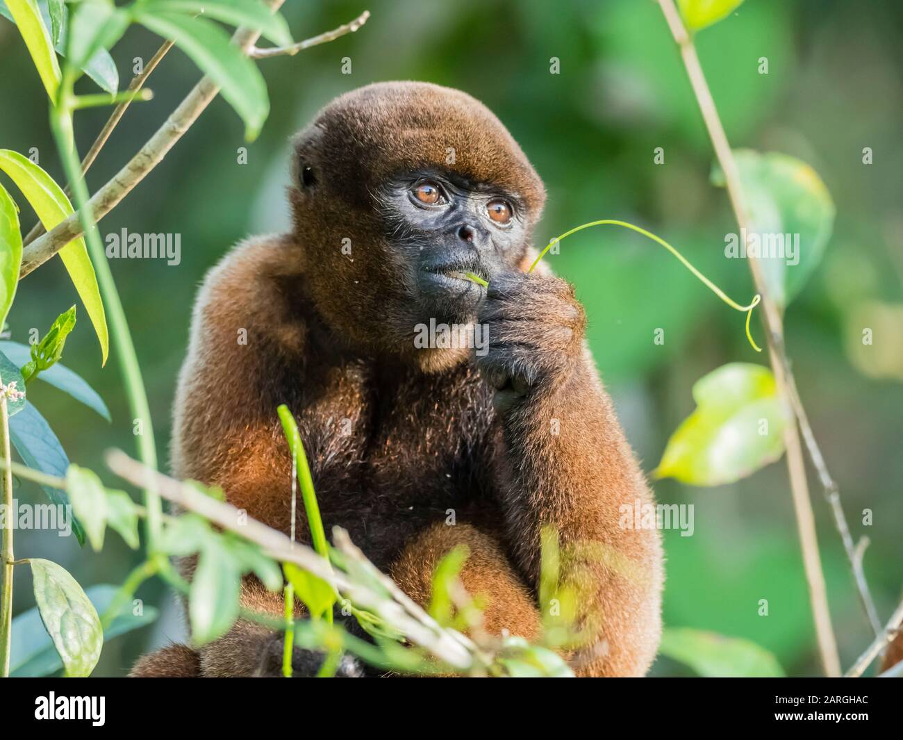 An adult common woolly monkey (Lagothrix lagothricha), on Pacalpa Cano ...