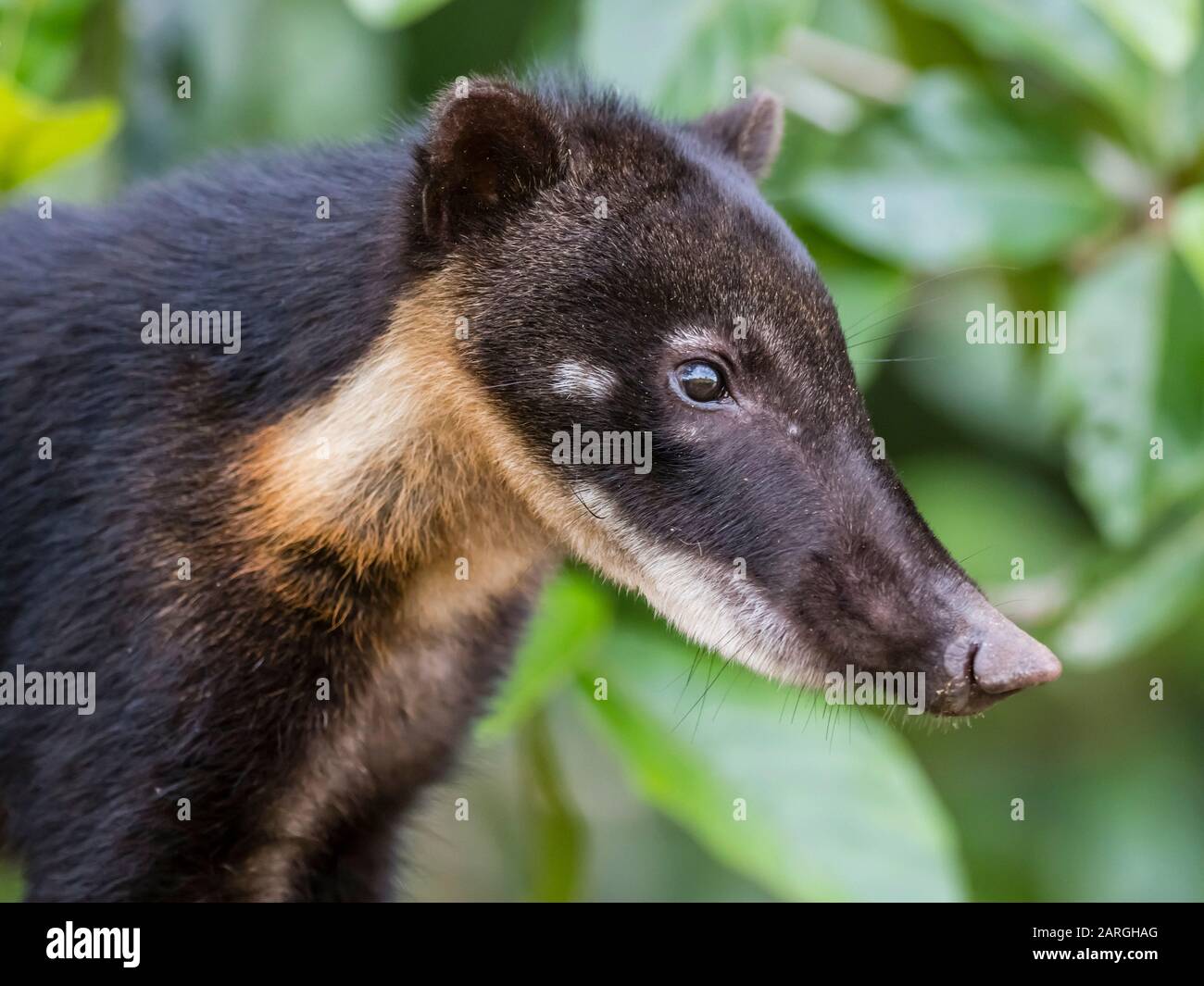 An adult South American coati (Nasua nasua), climbing tree in Pacalpa ...