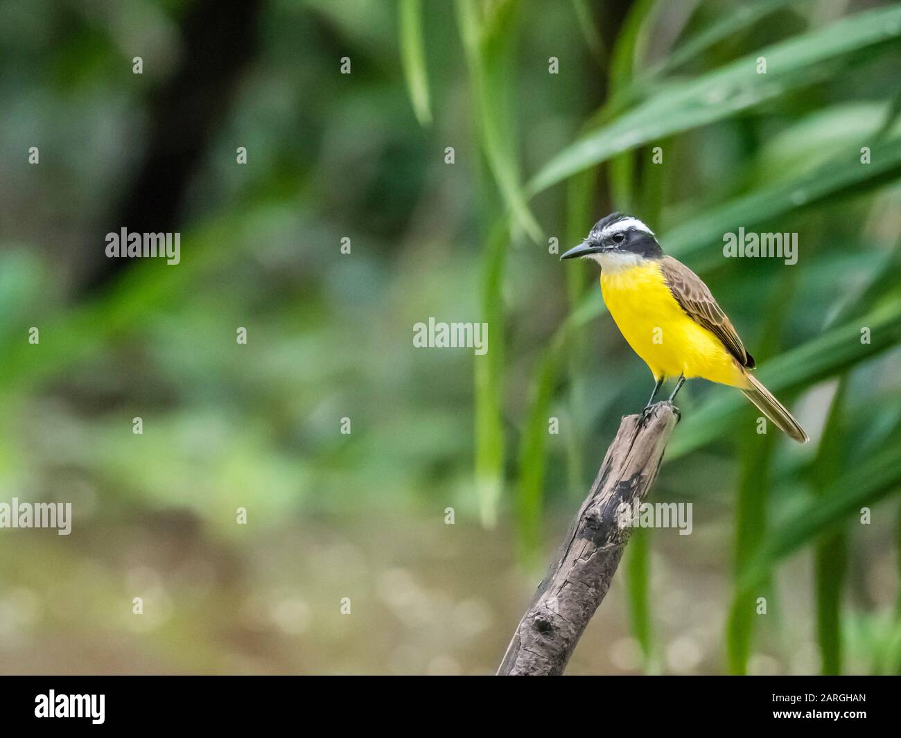 Adult lesser kiskadee (Pitangus lictor), Belluda Creek, Ucayali River ...