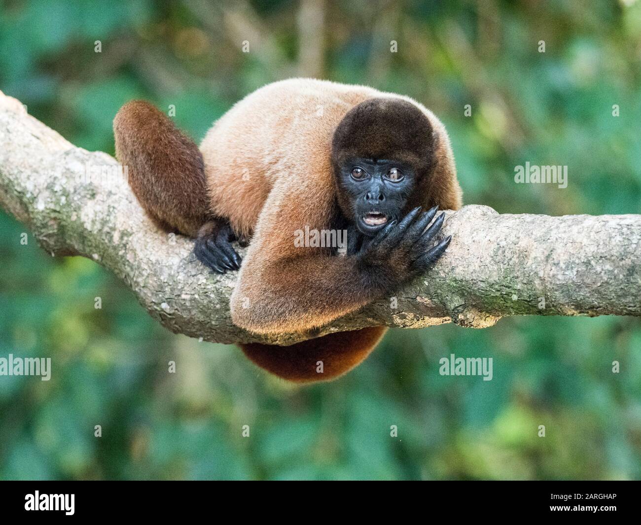 Common Woolly Monkey High Resolution Stock Photography and Images - Alamy