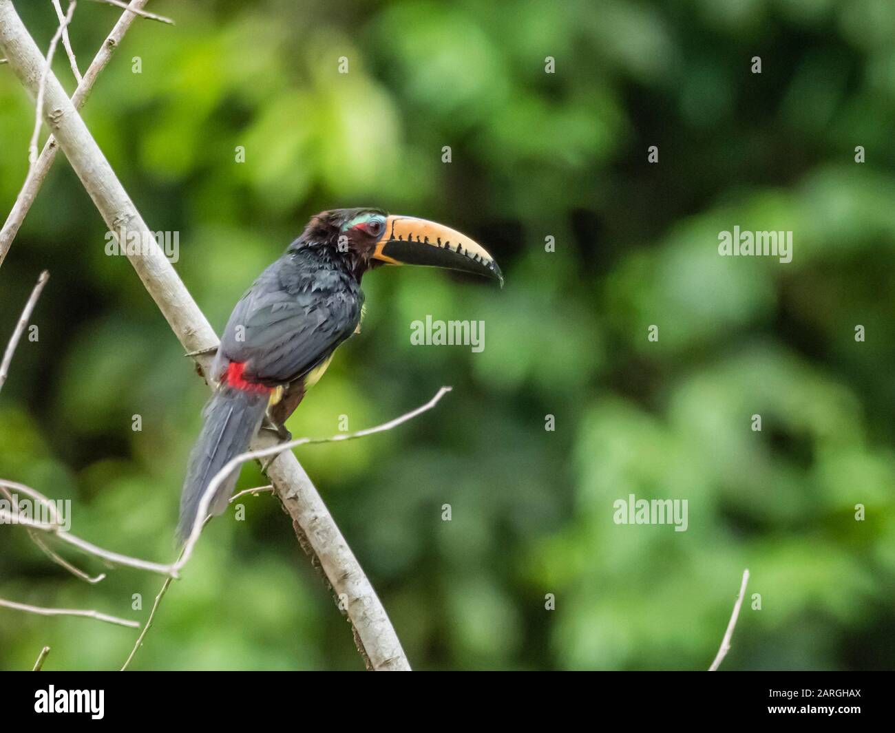 An adult lettered aracari (Pteroglossus inscriptus), in Belluda Cano ...