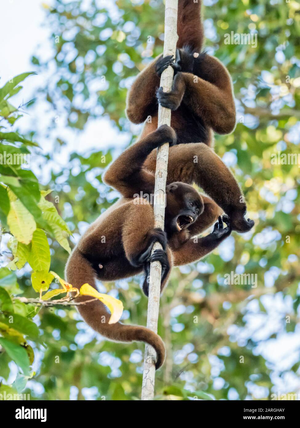 Monkeys of peru hi-res stock photography and images - Alamy