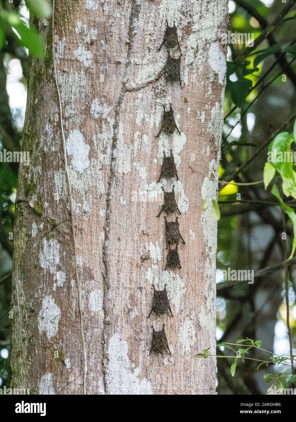 Adult proboscis bats (Rhynchonycteris naso), resting during the day on ...