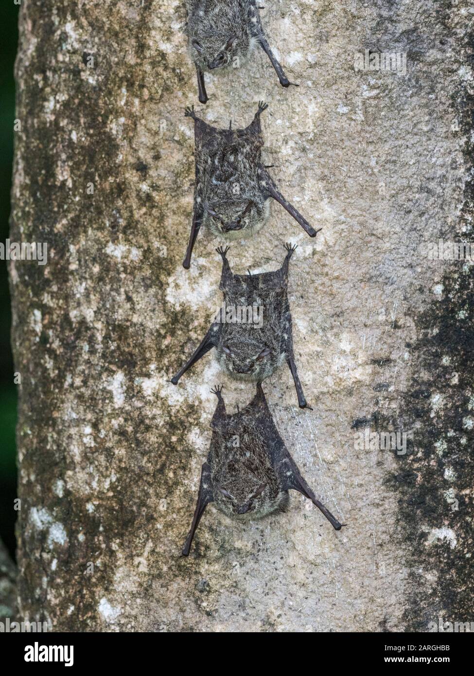 Peruvian bat hi-res stock photography and images - Alamy