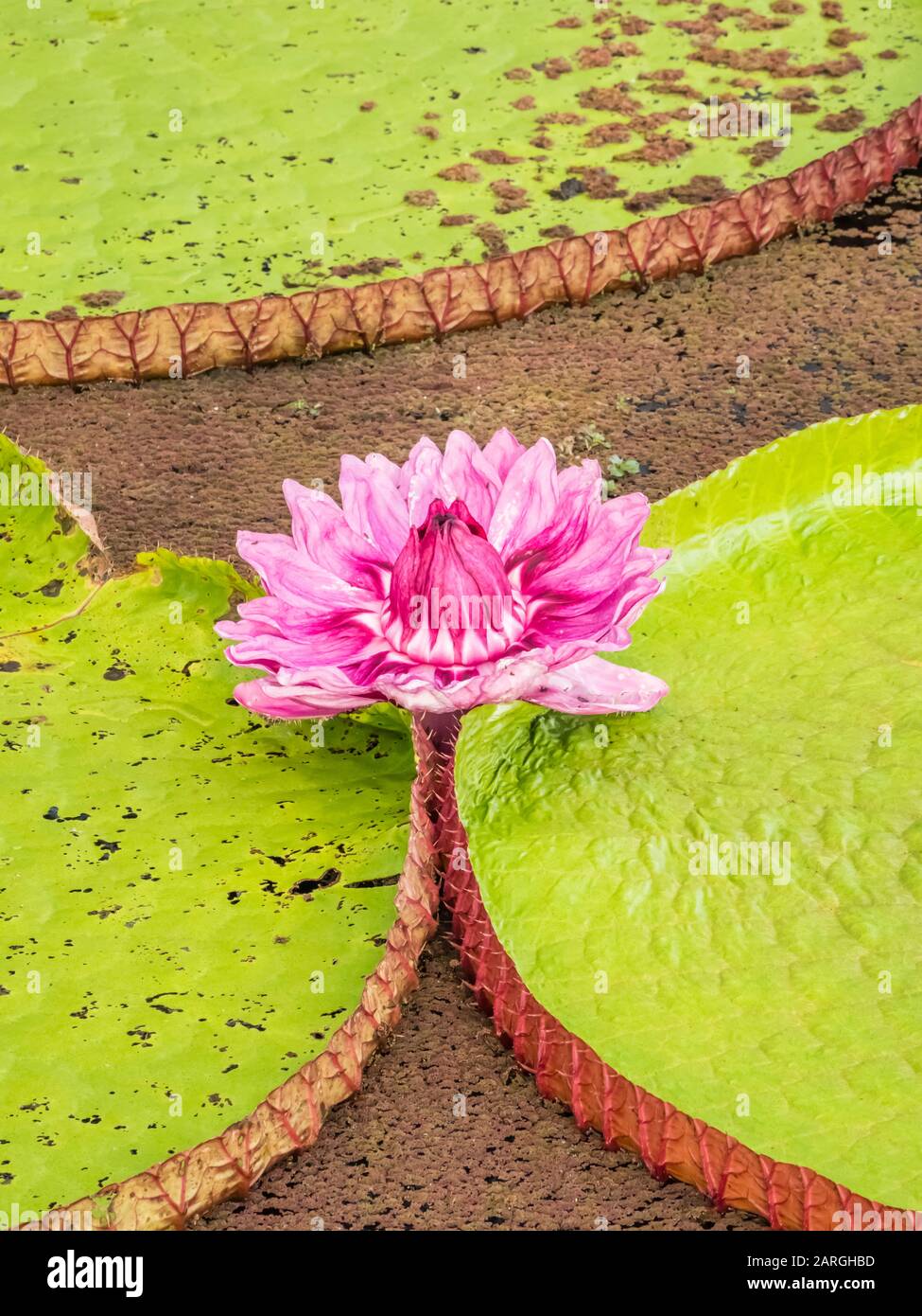 A large group of Victoria water lily (Victoria amazonica), on Rio El ...