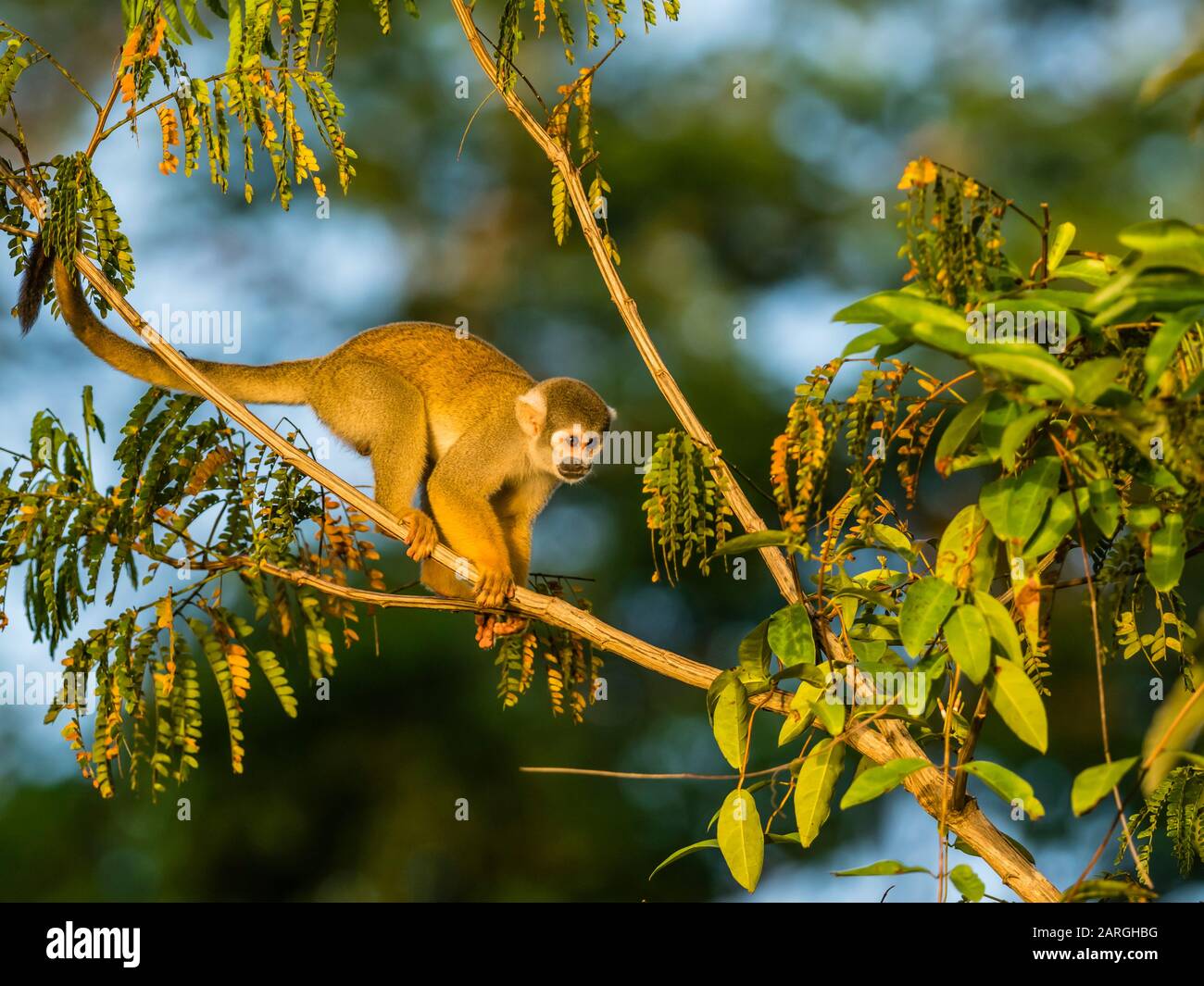 Adult common squirrel monkey (Saimiri sciureus), Lake Clavero, Amazon ...