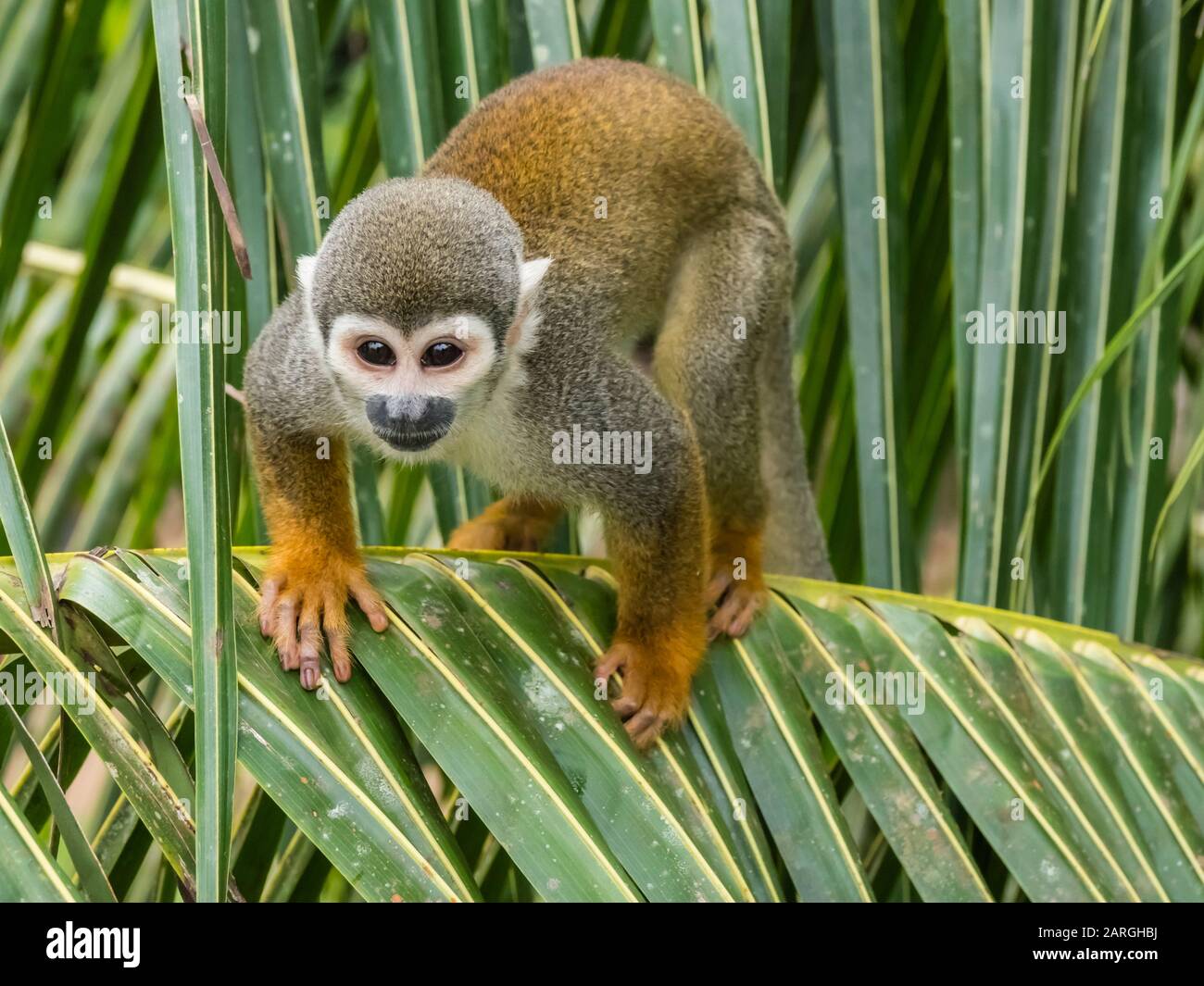 Adult common squirrel monkey (Saimiri sciureus), in San Francisco ...