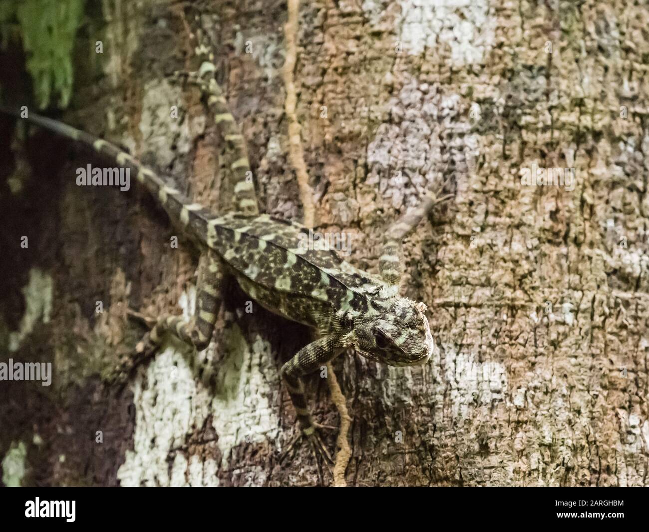 Collared tree runner hi-res stock photography and images - Alamy