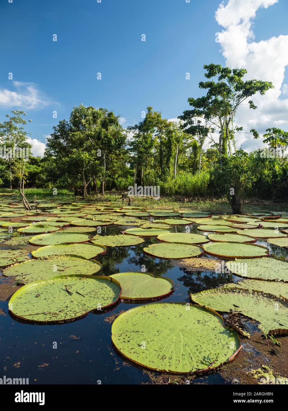 A large group of Victoria water lily (Victoria amazonica), on the ...