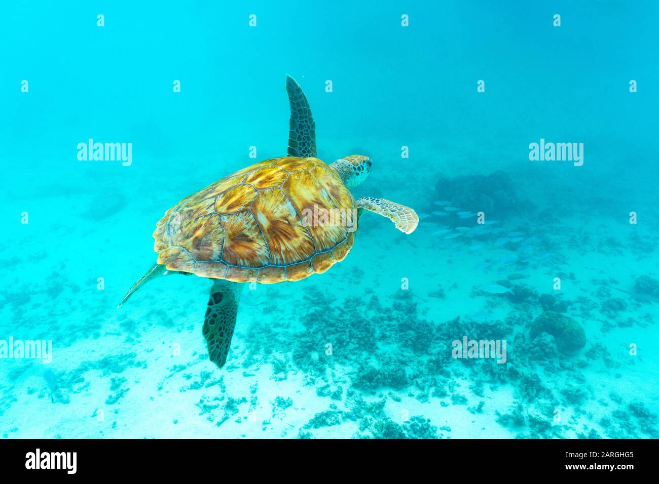 Sea turtle floating underwater over coral reef, Mauritius, Indian Ocean ...